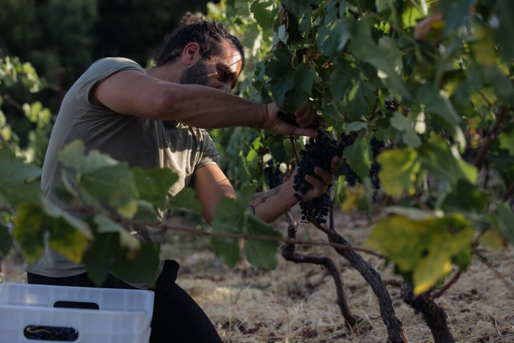 Seven Reasons to Visit Sept Winery › Go Batroun