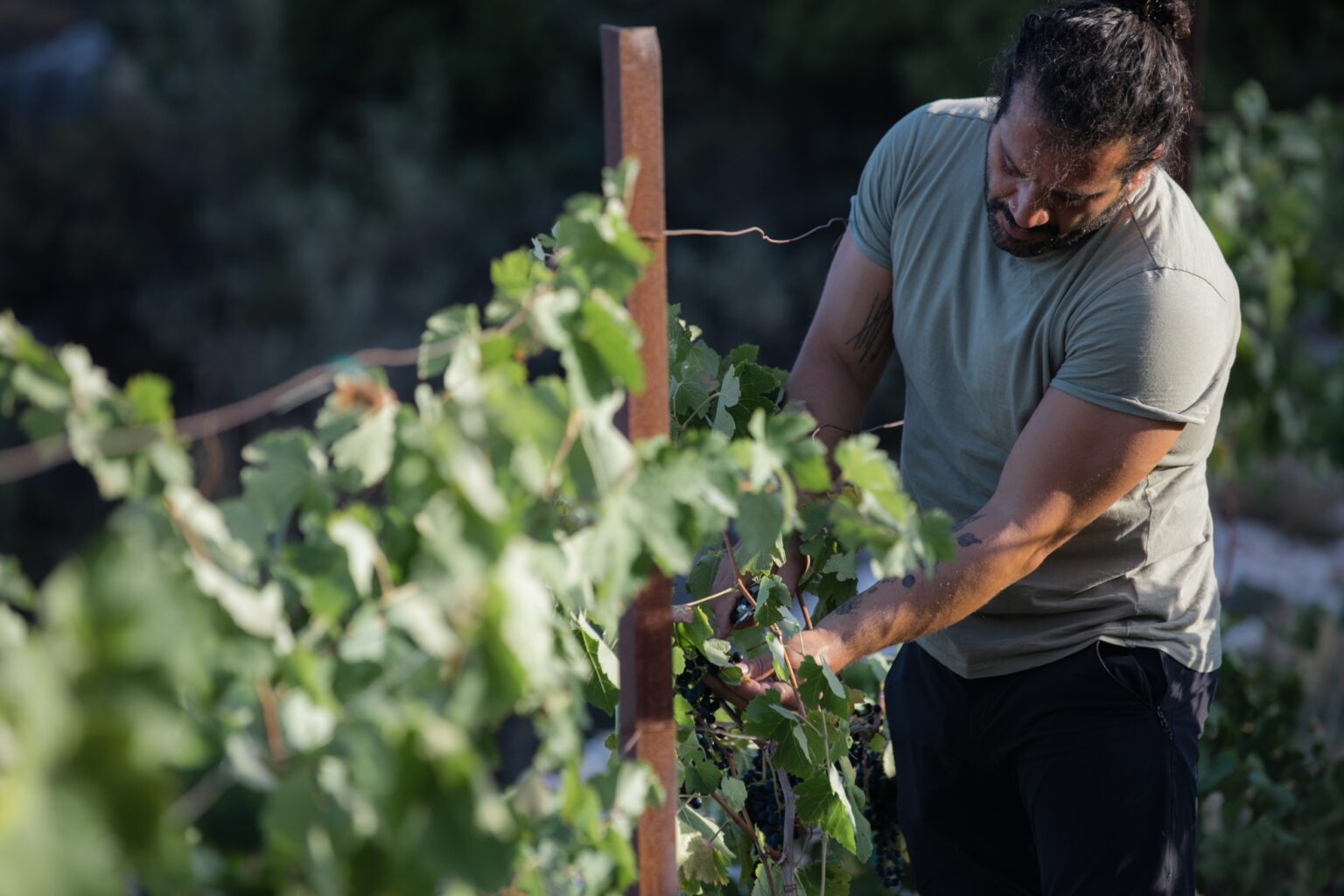 Seven Reasons to Visit Sept Winery › Go Batroun